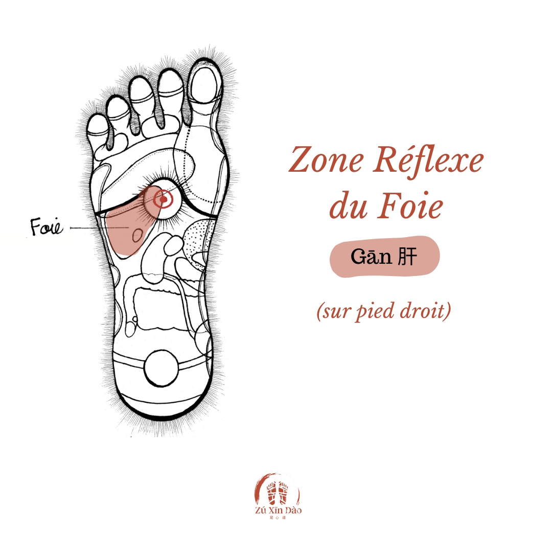 Foie et réflexologie : Découvrez cette zone réflexe et ses bienfaits ...