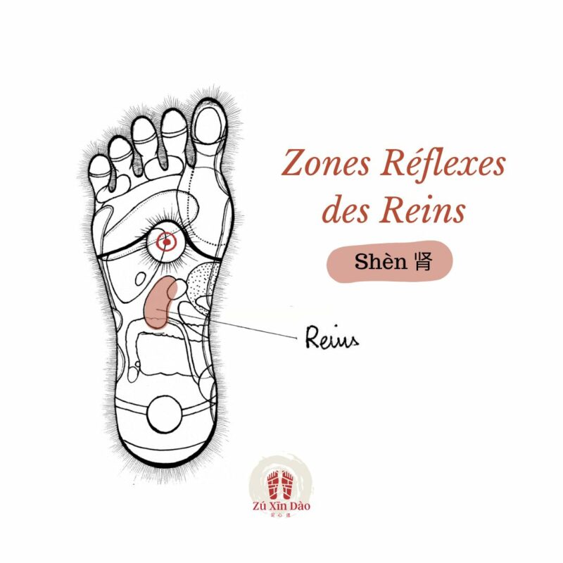 Reins et réflexologie : Découvrez cette zone réflexe et ses bienfaits ...